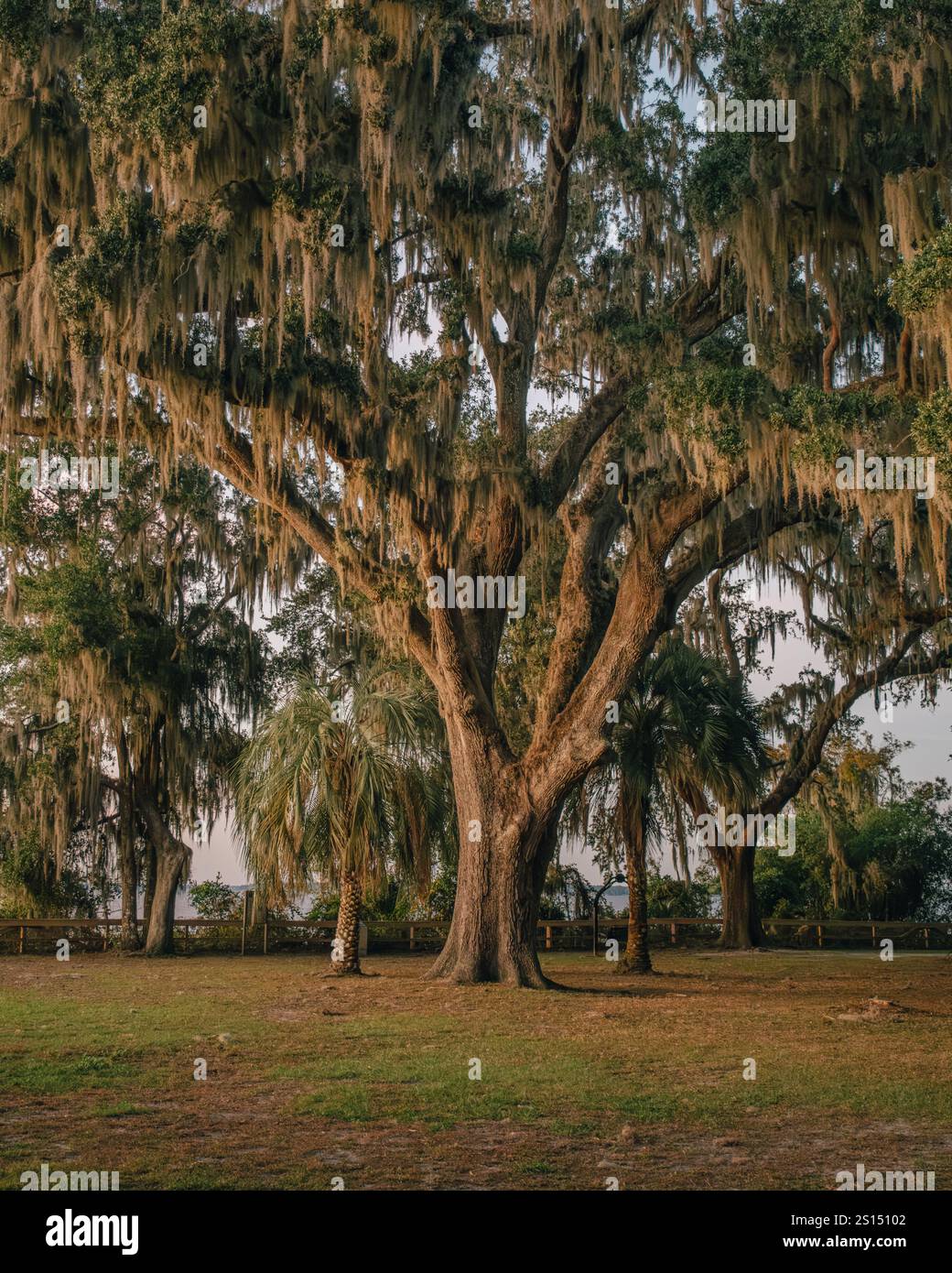 Oak trees in Alpine Groves Park, in Fruit Cove near Jacksonville ...