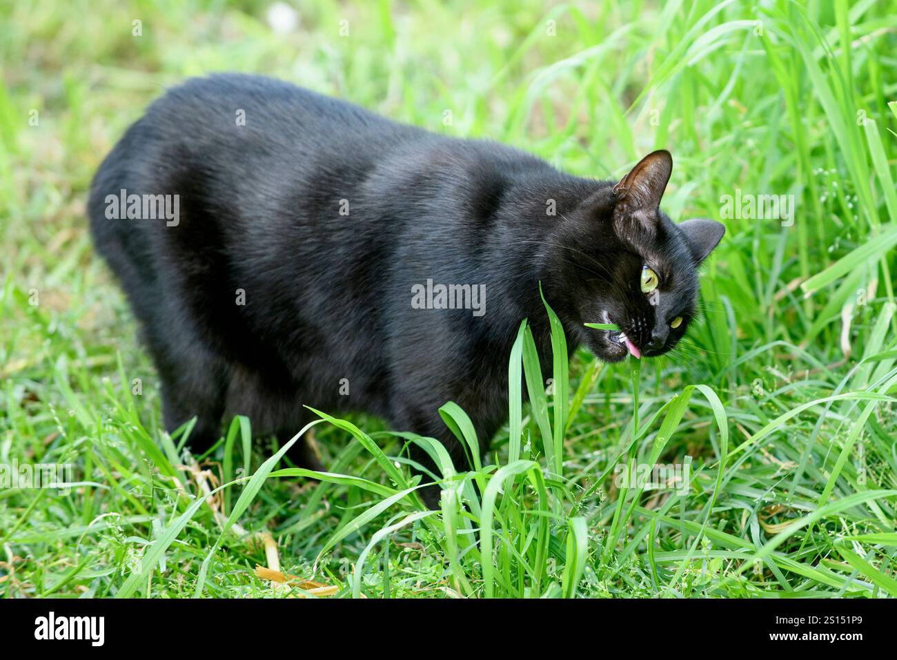 A young female black domestic cat (Felis catus) chewing on blades of ...
