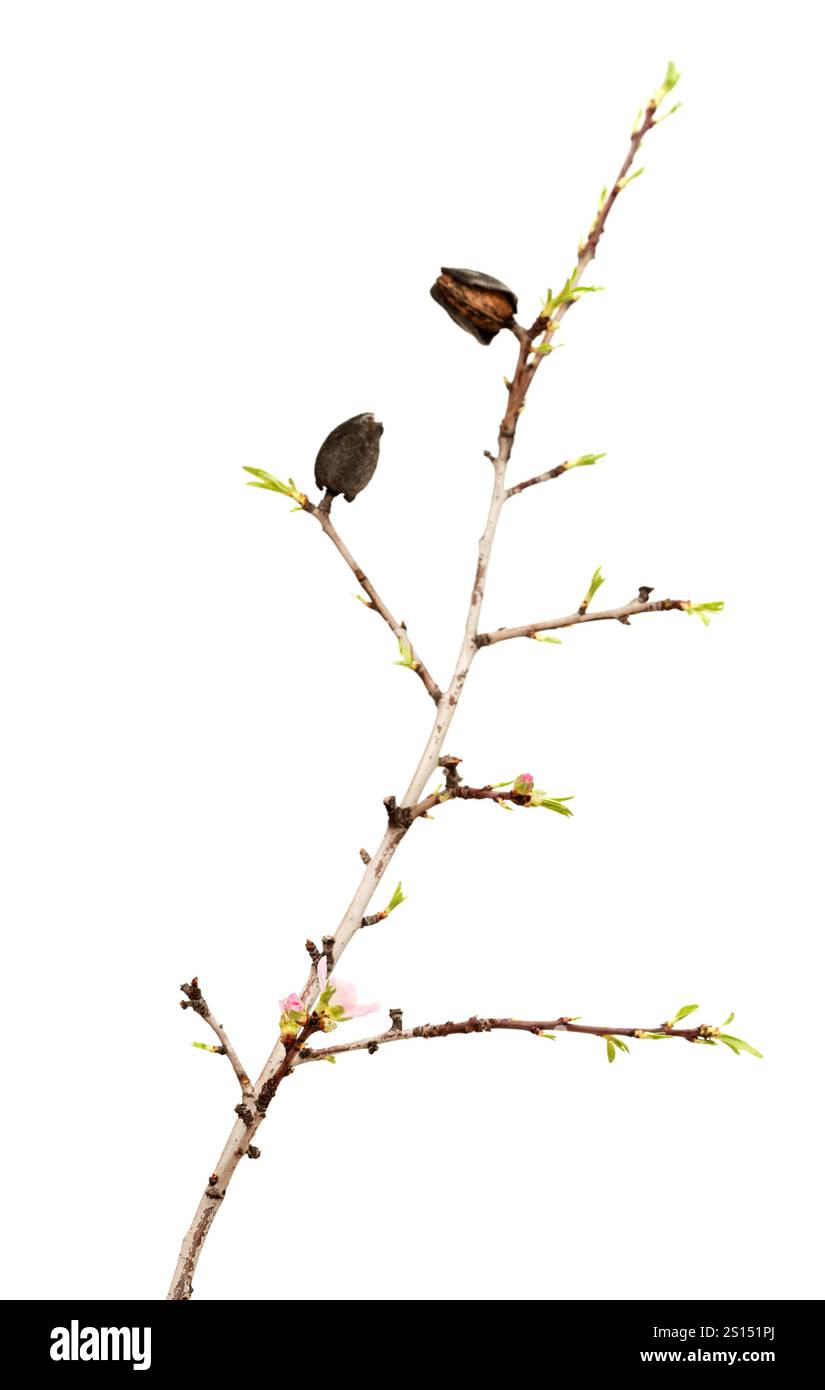 Almond tree twigs with last years fruit and some buds about to bloom ...