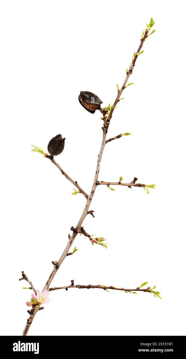 Almond tree twigs with last years fruit and some buds about to bloom ...