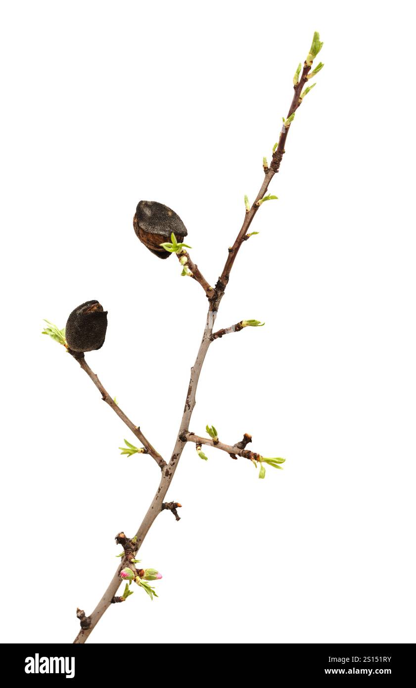 Almond tree twigs with last years fruit and some buds about to bloom ...