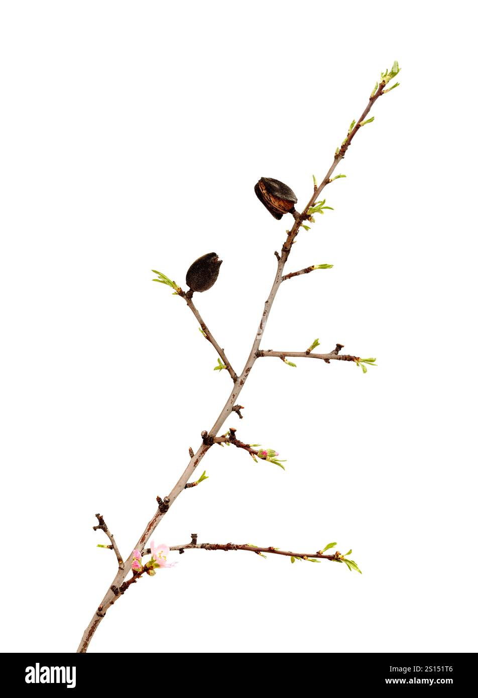 Almond tree twigs with last years fruit and some buds about to bloom ...