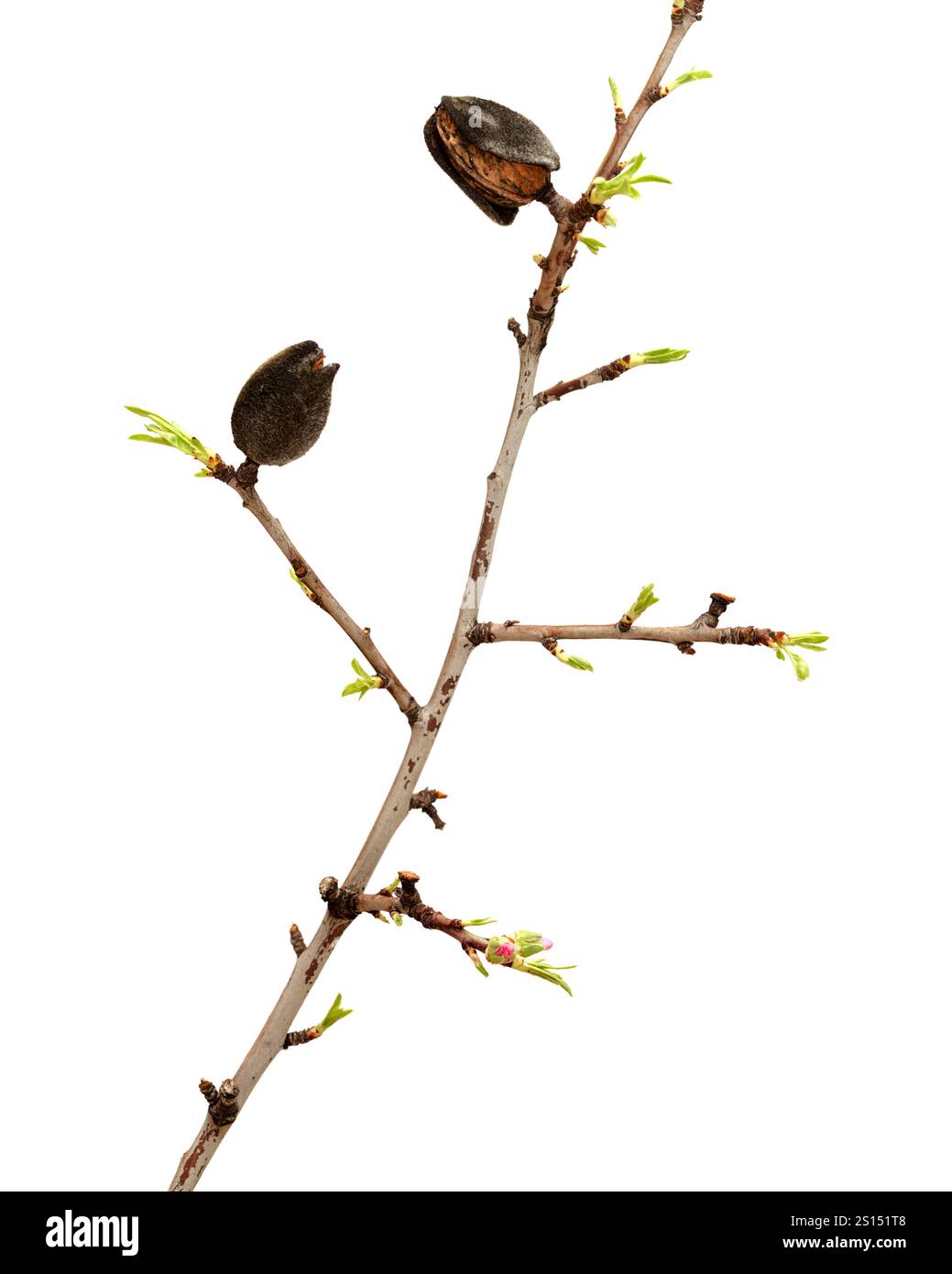 Almond tree twigs with last years fruit and some buds about to bloom ...