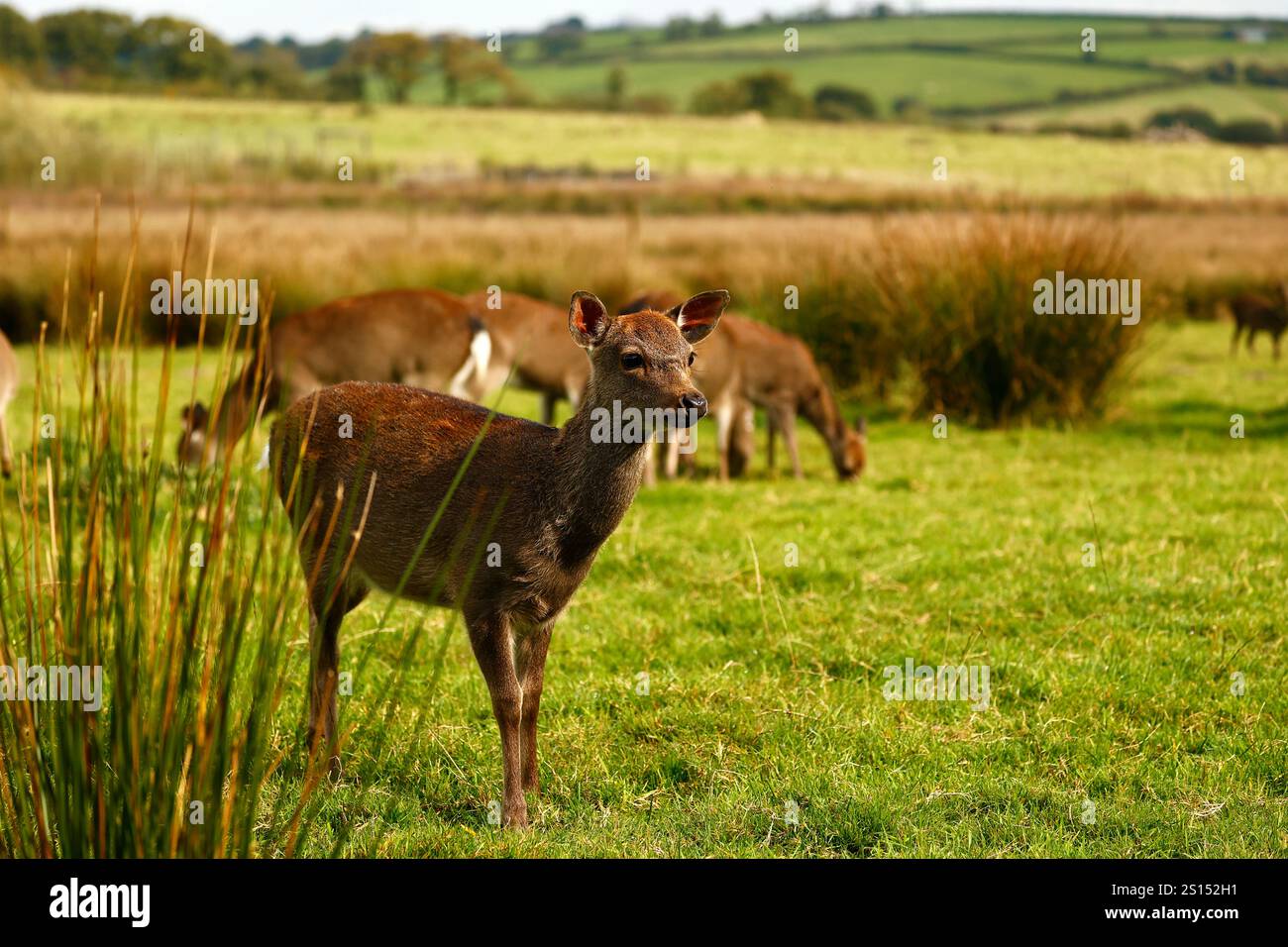 Sika Deer herd during the rut Stock Photo - Alamy
