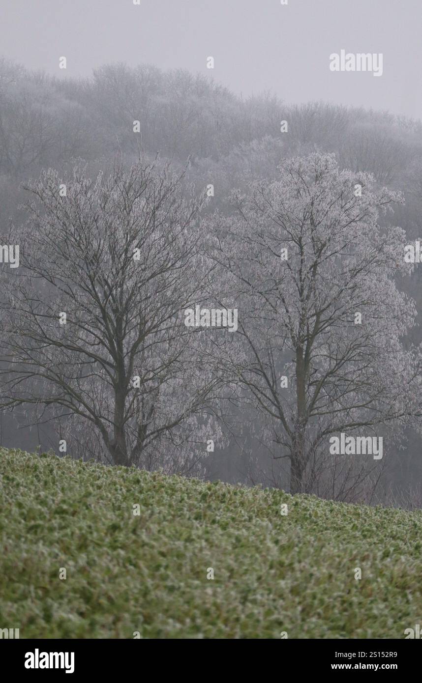 Typical shape of a linden tree hi-res stock photography and images - Alamy