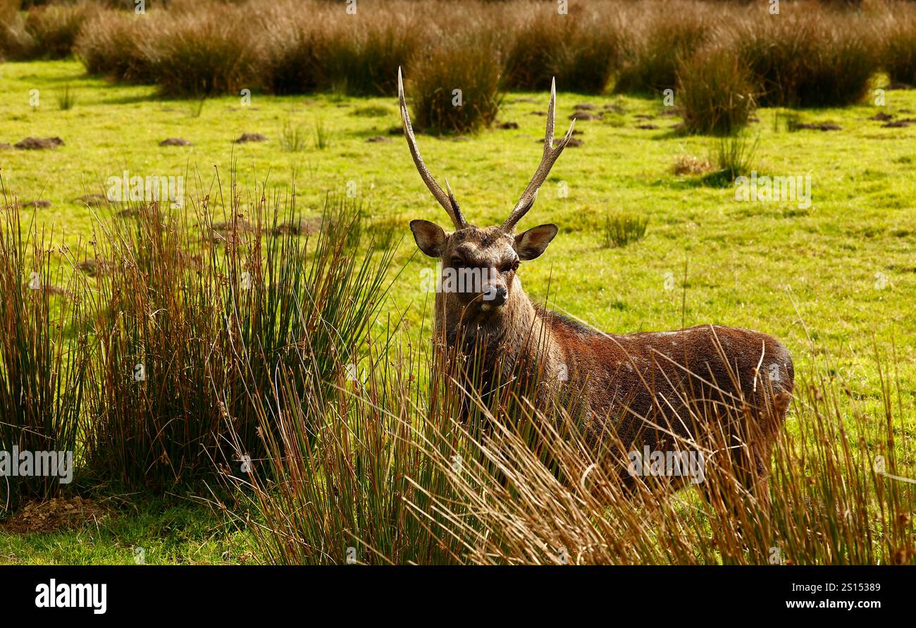 Sika Deer herd during the rut Stock Photo - Alamy