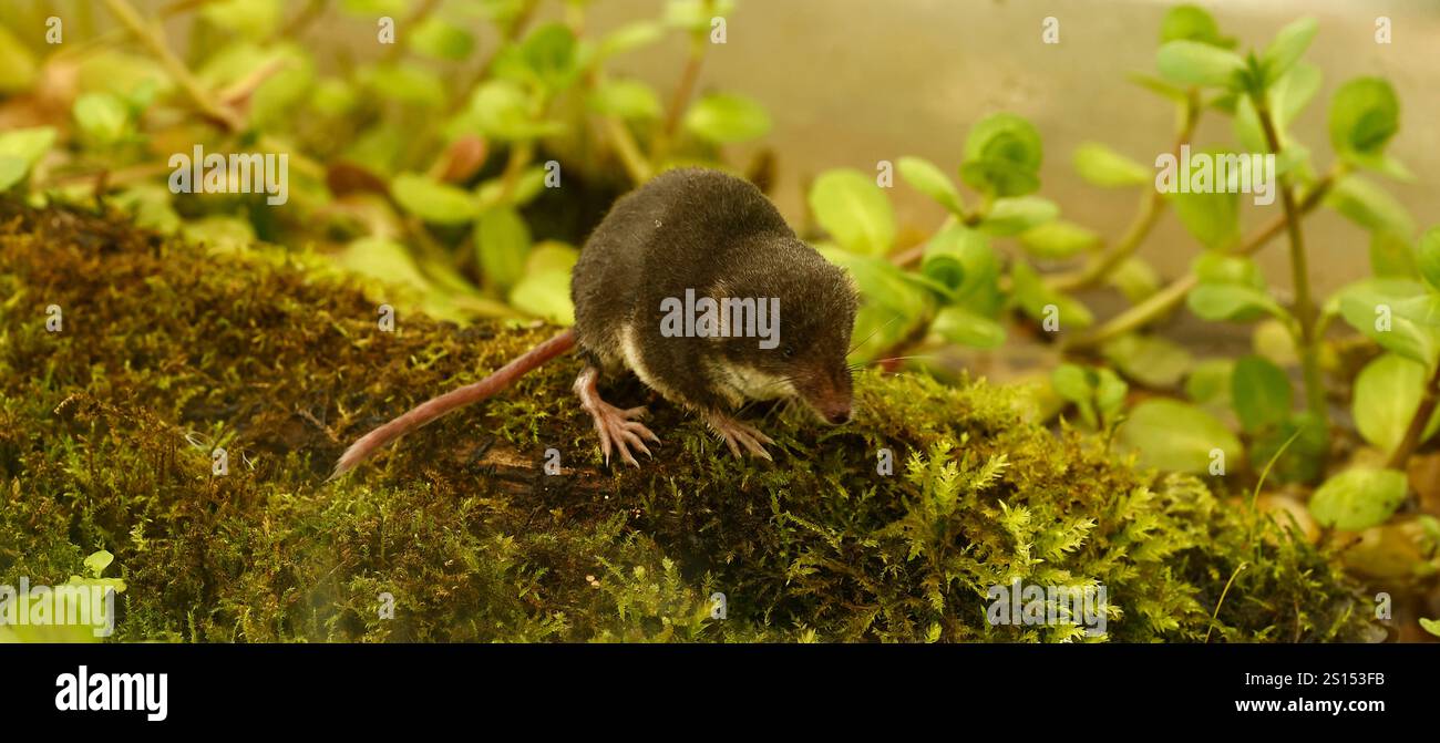 The Eurasian water shrew has venomous saliva Stock Photo - Alamy