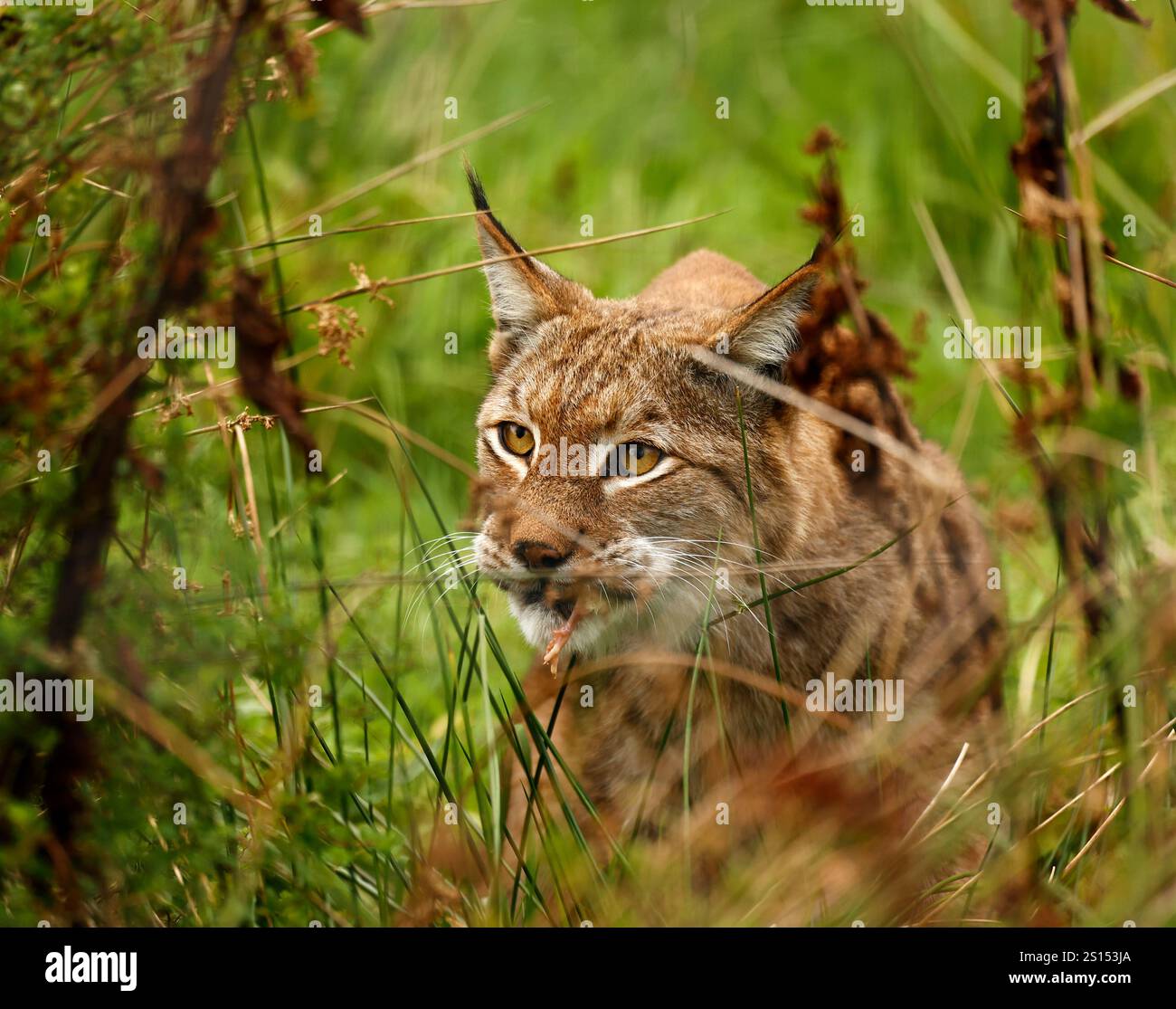 The stunningly beautiful Eurasian Lynx, once native in the UK until ...