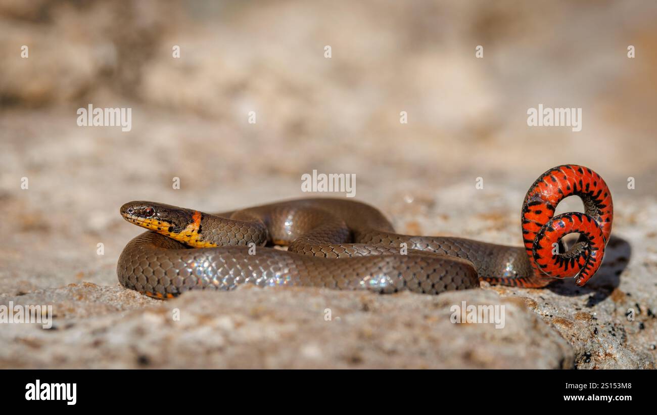 Prairie Ring-necked Snake, Mills Canyon, Harding county, New Mexico ...