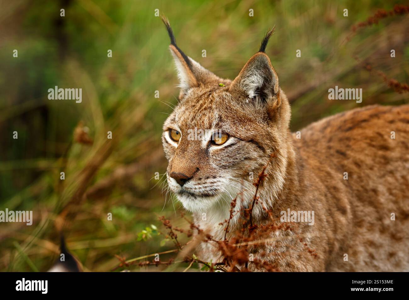 The stunningly beautiful Eurasian Lynx, once native in the UK until ...