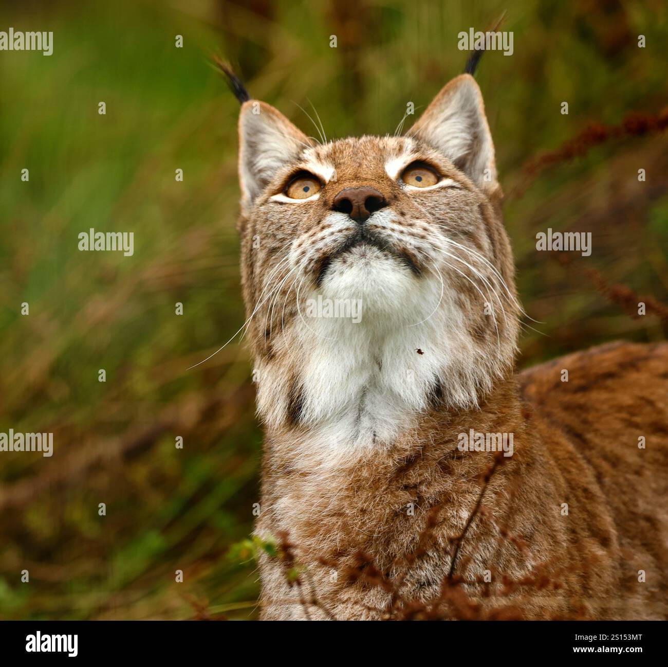 The stunningly beautiful Eurasian Lynx, once native in the UK until ...