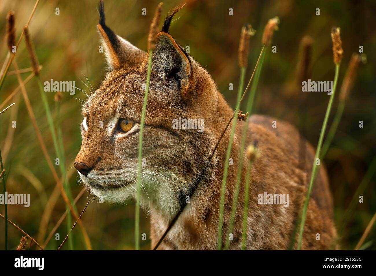The stunningly beautiful Eurasian Lynx, once native in the UK until ...