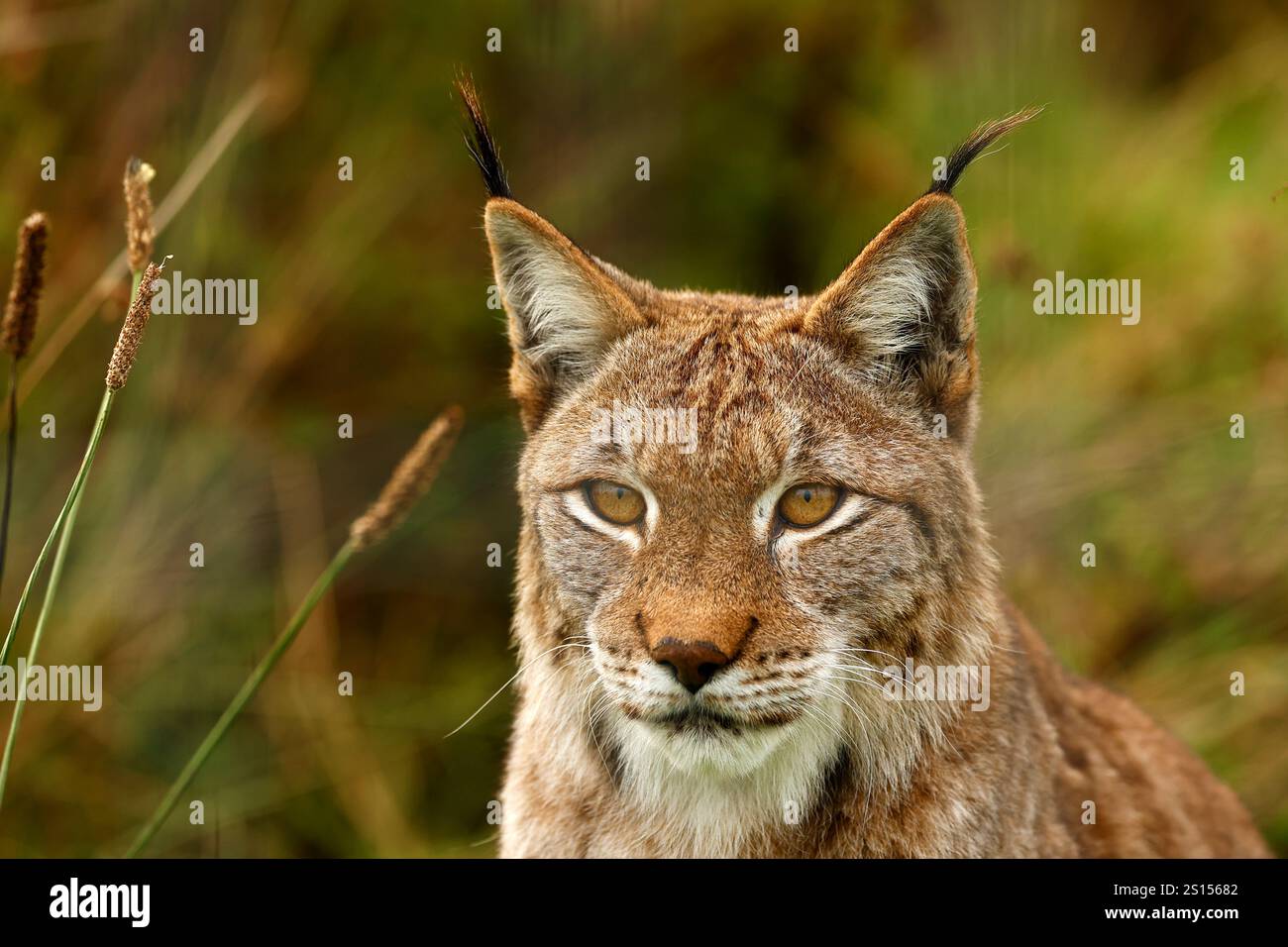 The stunningly beautiful Eurasian Lynx, once native in the UK until ...