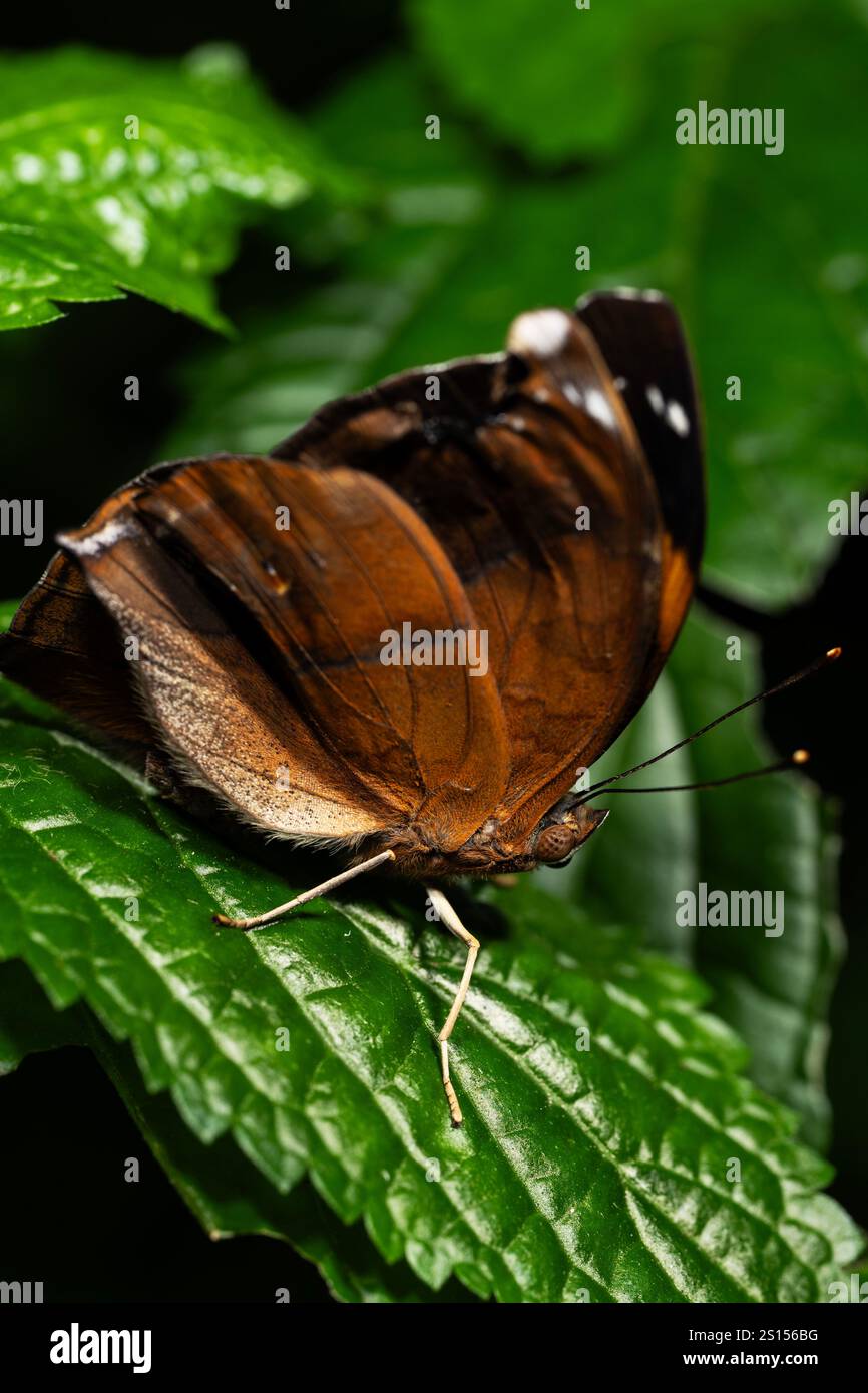 A leafwing butterfly, Charaxinae, of the nymphalidae family Stock Photo - Alamy