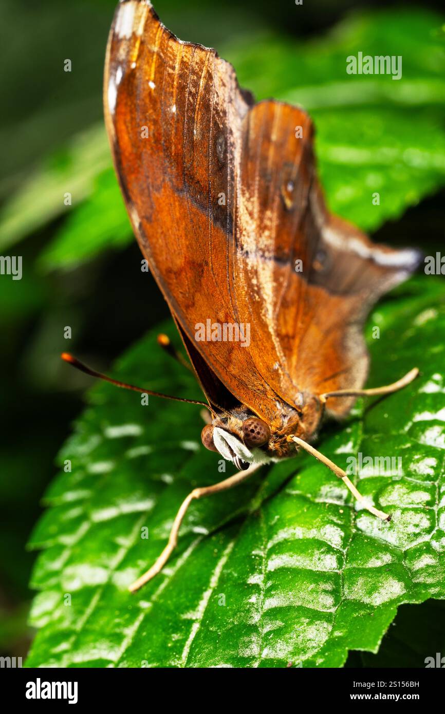 A leafwing butterfly, Charaxinae, of the nymphalidae family Stock Photo - Alamy