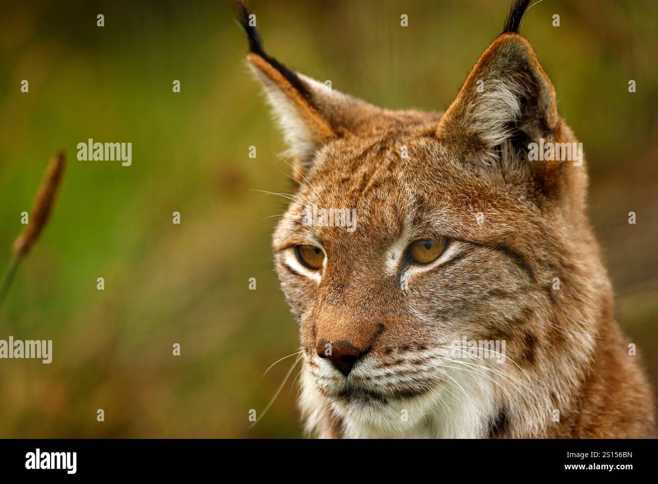 The stunningly beautiful Eurasian Lynx, once native in the UK until ...