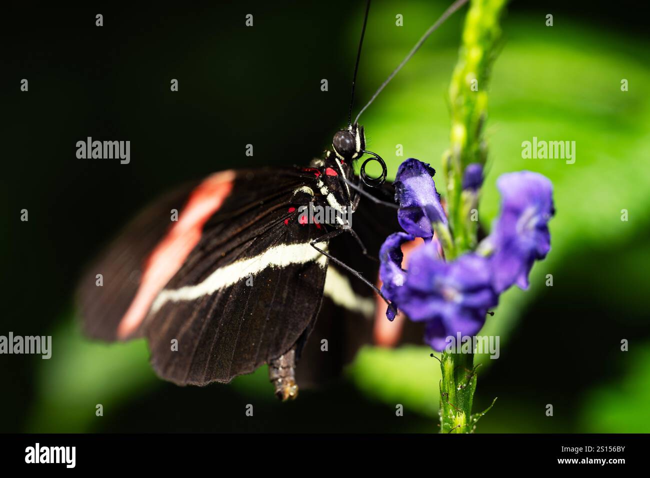 A red postman butterfly exploring a flower, Heliconius erato Stock ...