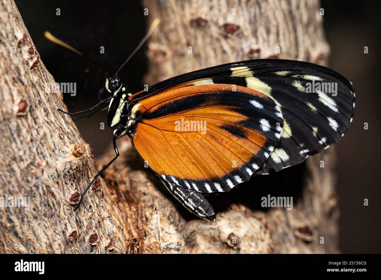 Tiger Longwing Butterfly, Heliconius hecale, of the Nymphalidae family ...