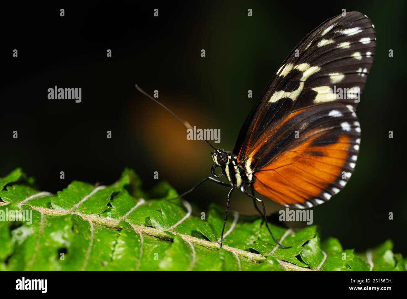 Tiger Longwing Butterfly, Heliconius hecale, of the Nymphalidae family ...