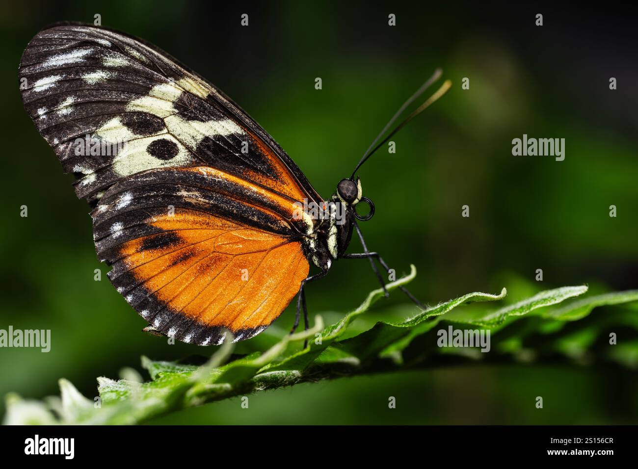 Tiger Longwing Butterfly, Heliconius hecale, of the Nymphalidae family ...