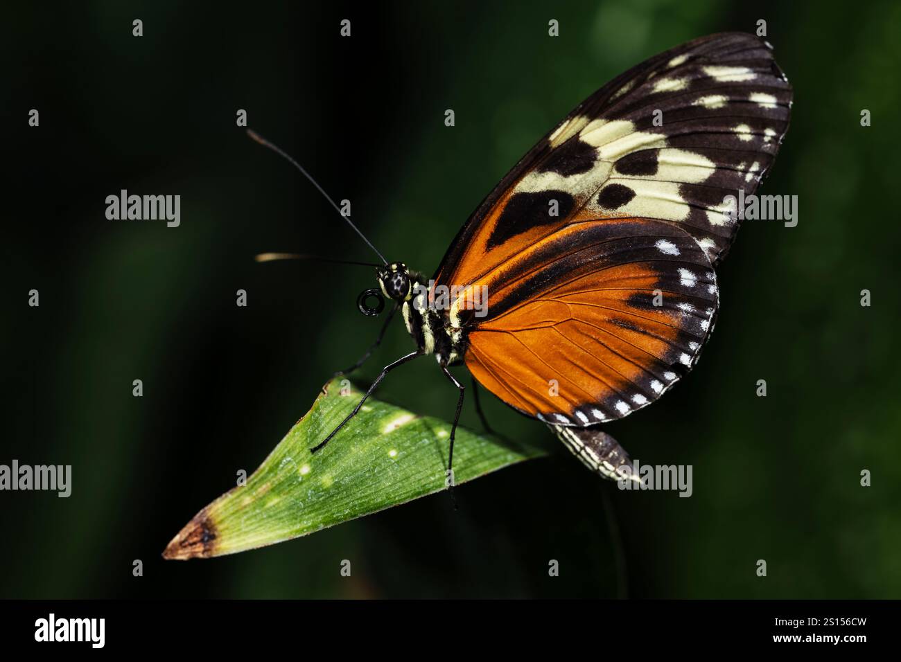 Tiger Longwing Butterfly, Heliconius hecale, of the Nymphalidae family ...