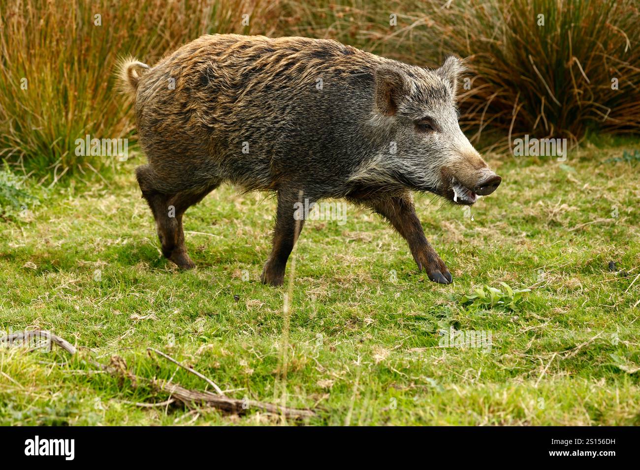 Wild Boar on the move Stock Photo - Alamy