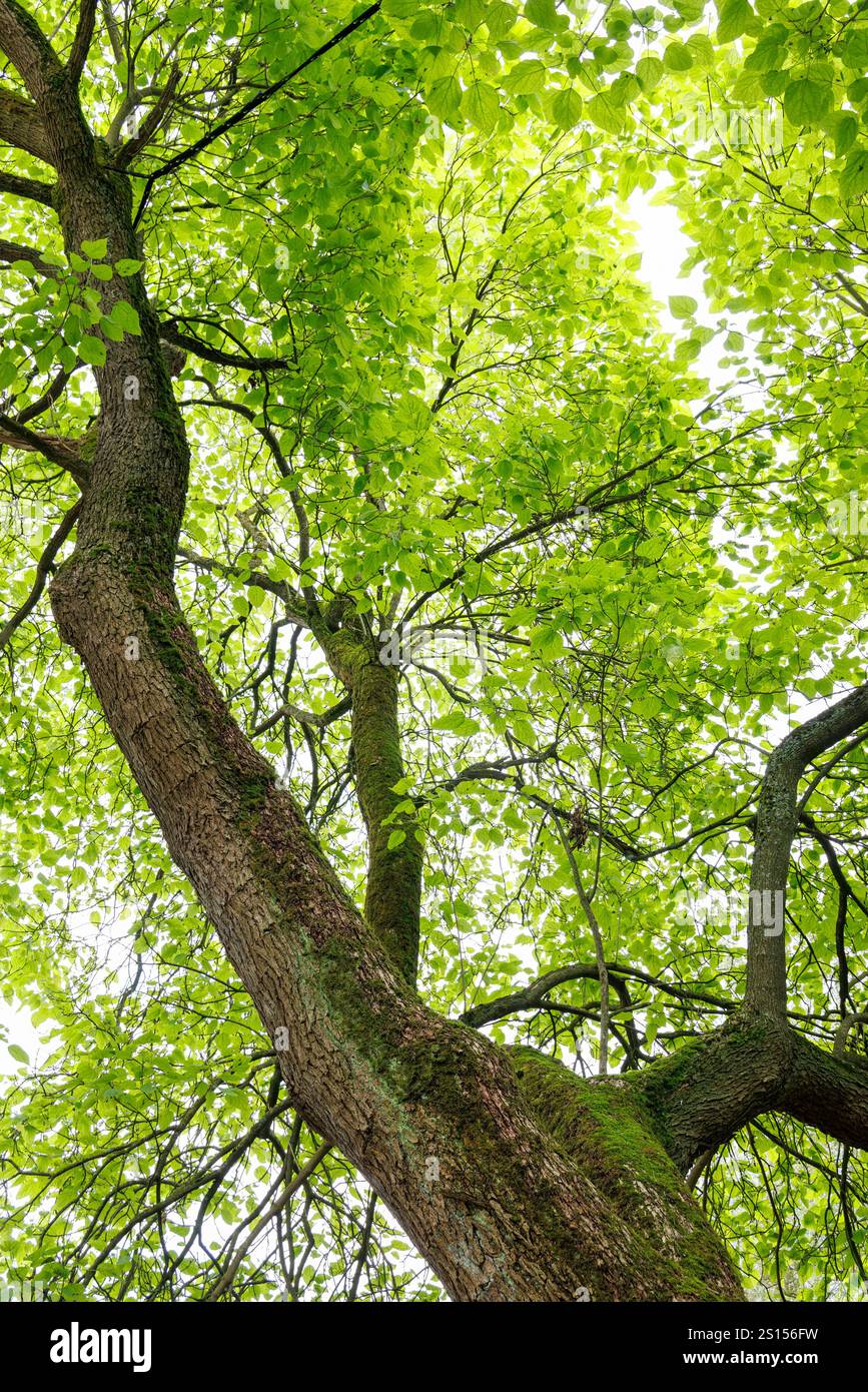 Southern Catalpa tree, Catalpa bignonioides, in public park, Sint ...