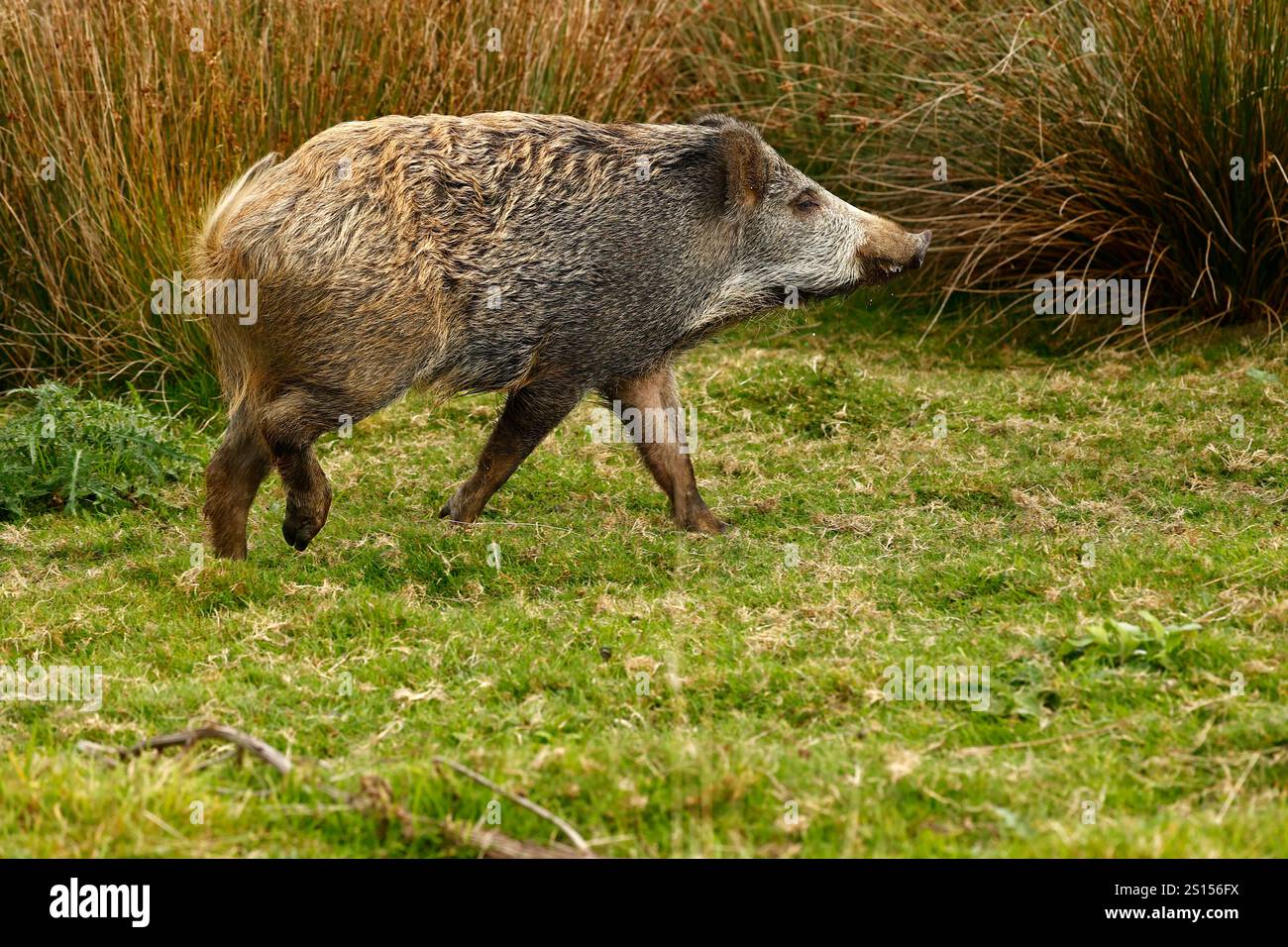 Boar sus scrofa burrow hi-res stock photography and images - Alamy