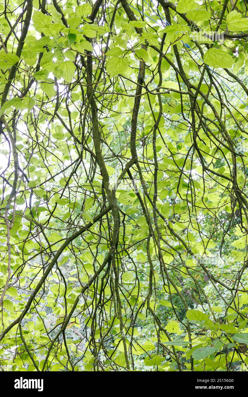 Southern Catalpa tree, Catalpa bignonioides, in public park, Sint ...