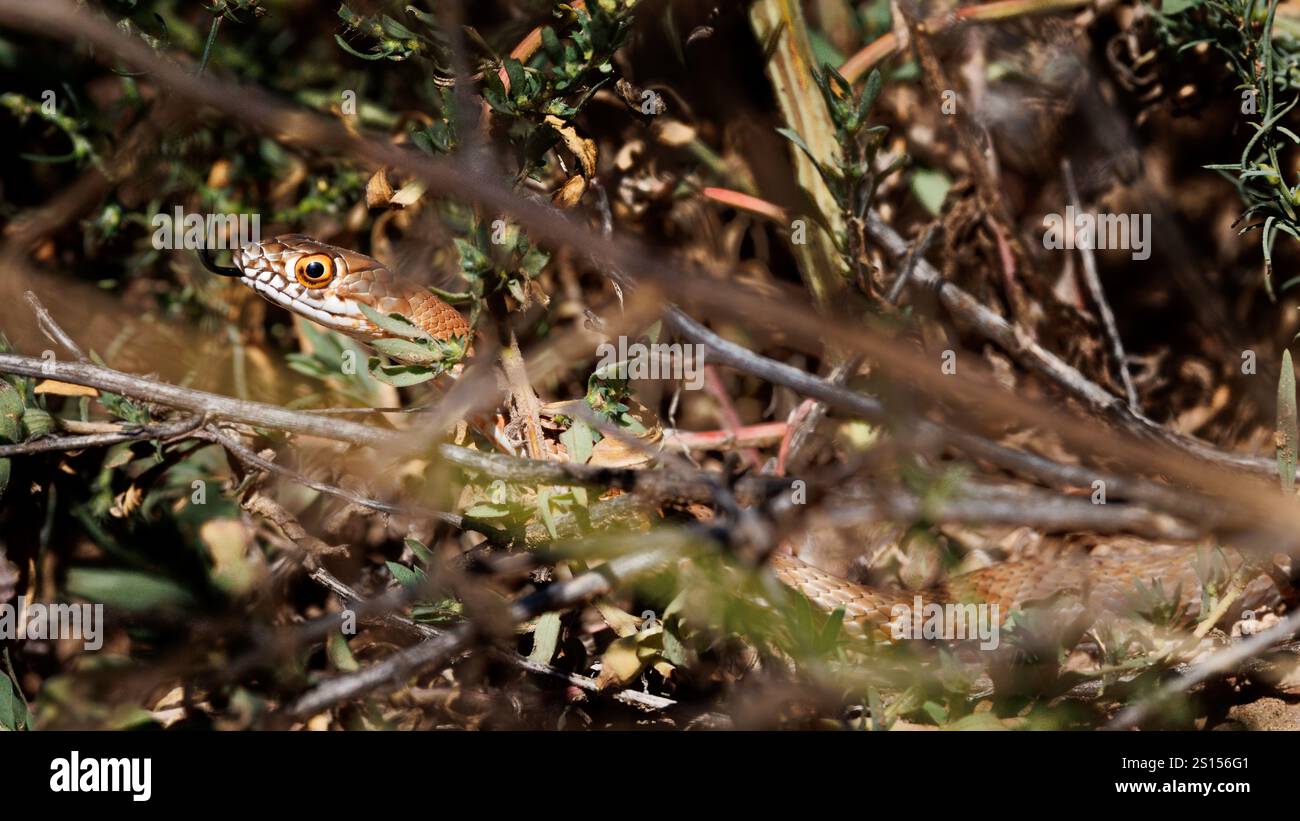 Western Coachwhip, Mills Canyon, Harding county, New Mexico, USA Stock ...