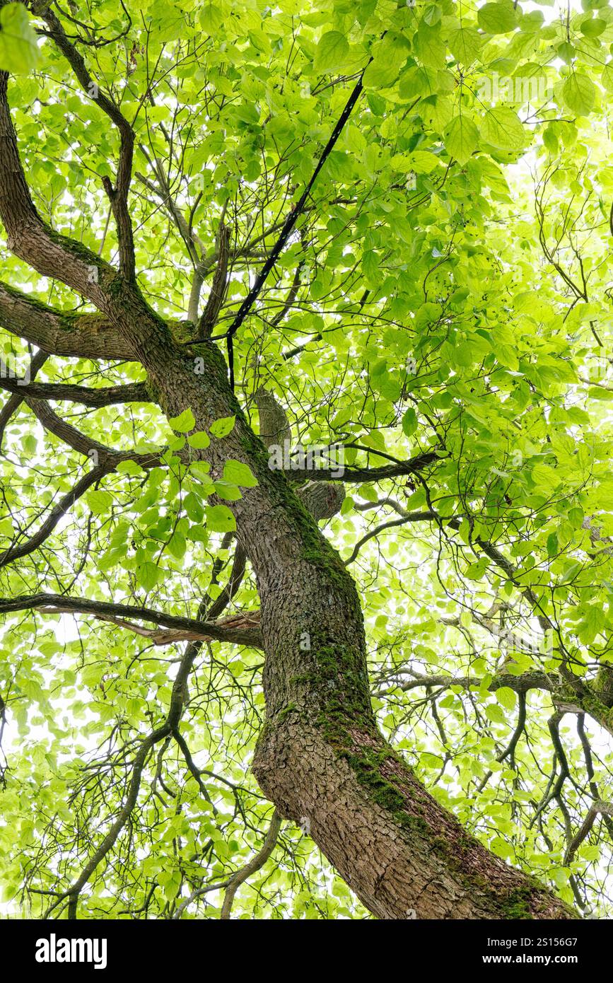 Southern Catalpa tree, Catalpa bignonioides, in public park, Sint ...