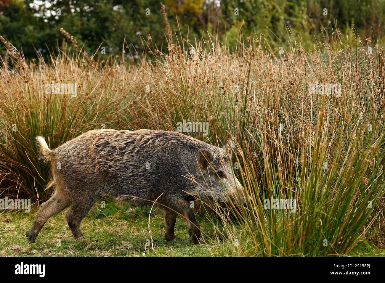 Very sucessful breed hi-res stock photography and images - Alamy