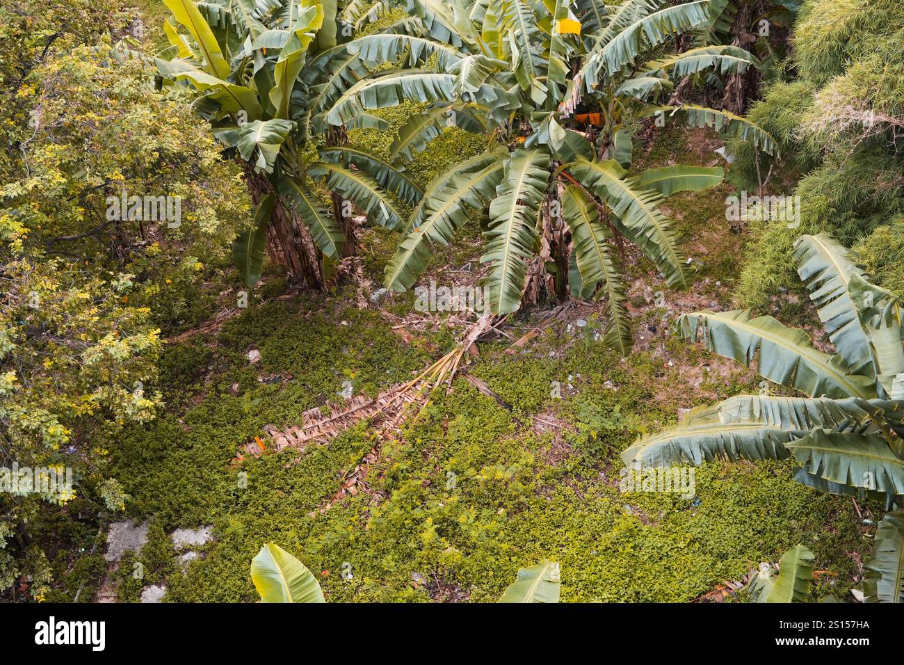 Banana plantation. Banana Farm. flat top view of banana plants leaves ...
