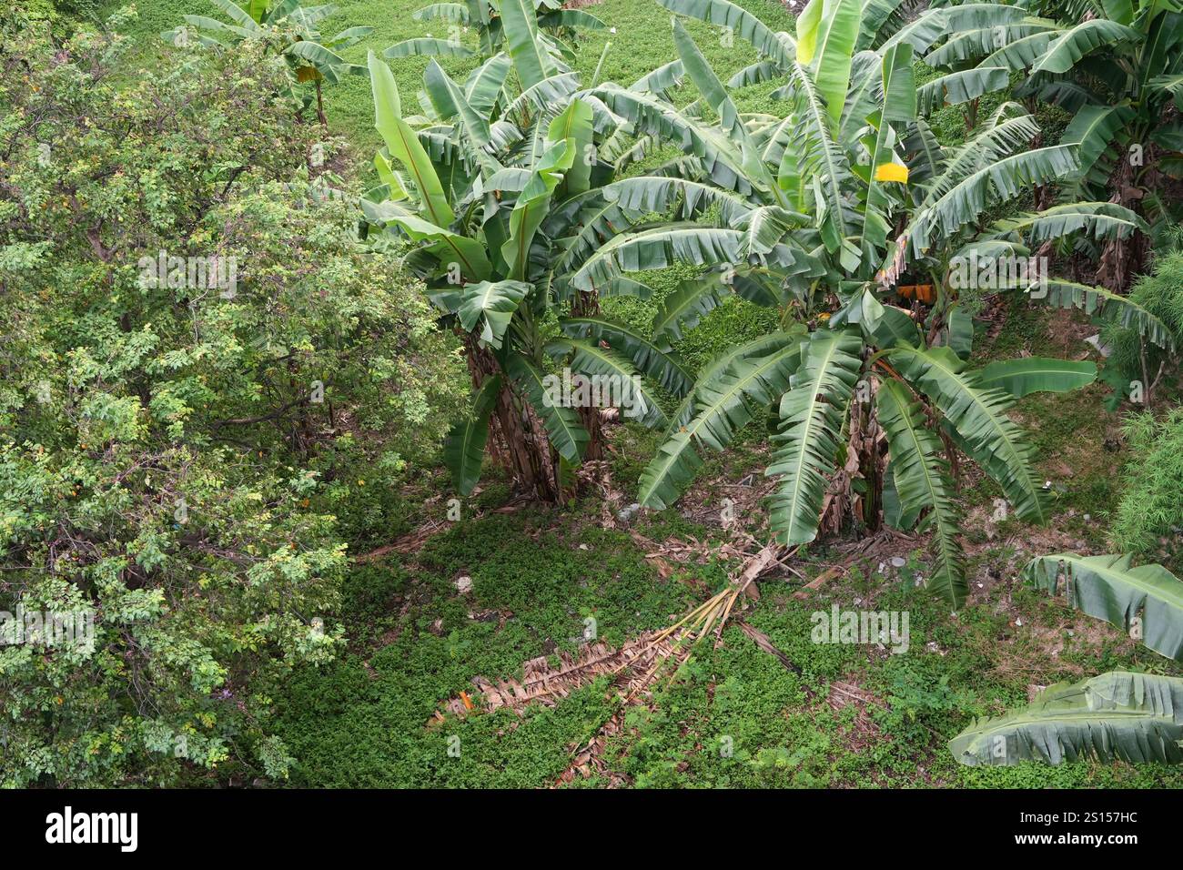 Banana plantation. Banana Farm. flat top view of banana plants leaves ...