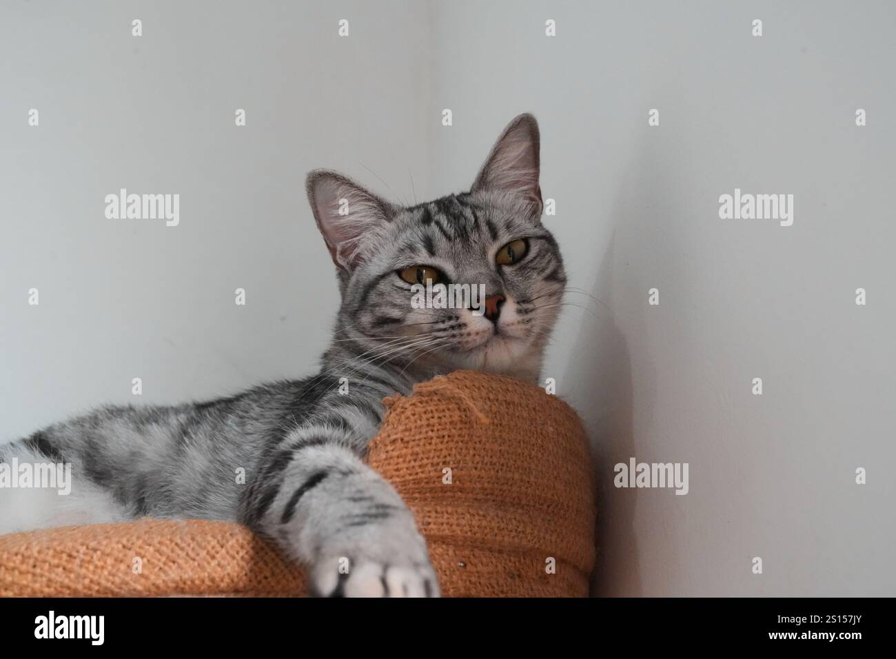 Lazy tabby grey cat sleeping on its bed. gray fat domestic cat relaxing ...