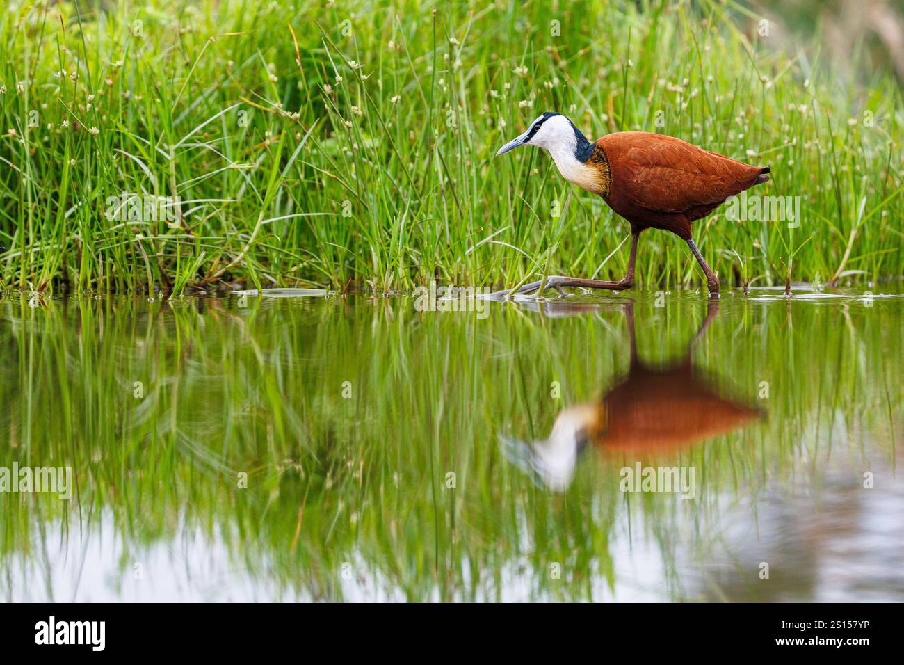 African jacana (Actophilornis africanus), Zimanga, South Africa, adult ...