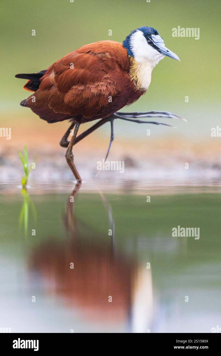 African jacana (Actophilornis africanus), Zimanga, South Africa, adult ...