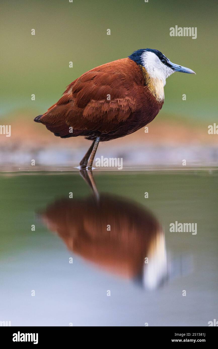 African jacana (Actophilornis africanus), Zimanga, South Africa, adult ...