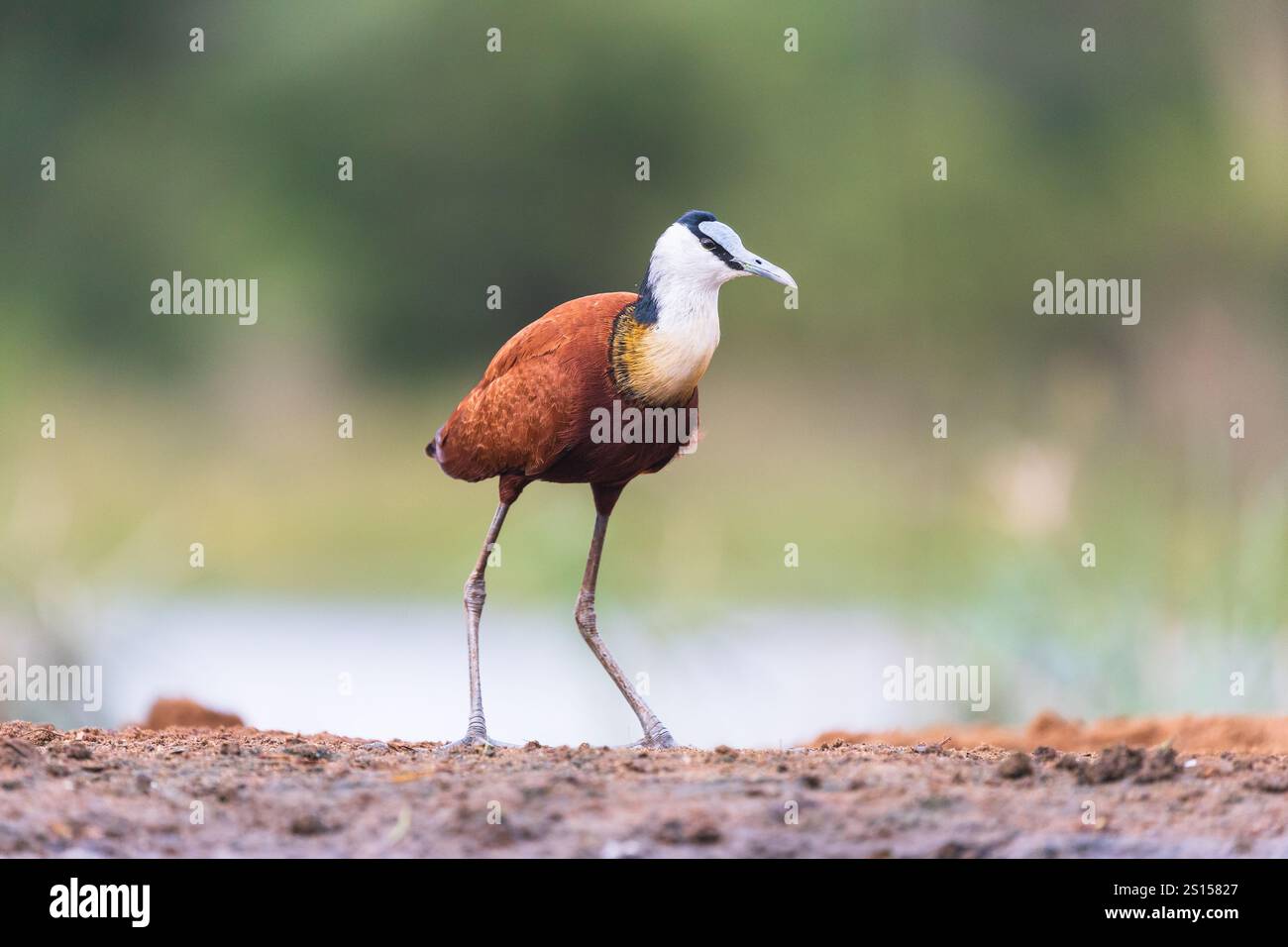 African jacana (Actophilornis africanus), Zimanga, South Africa, adult ...