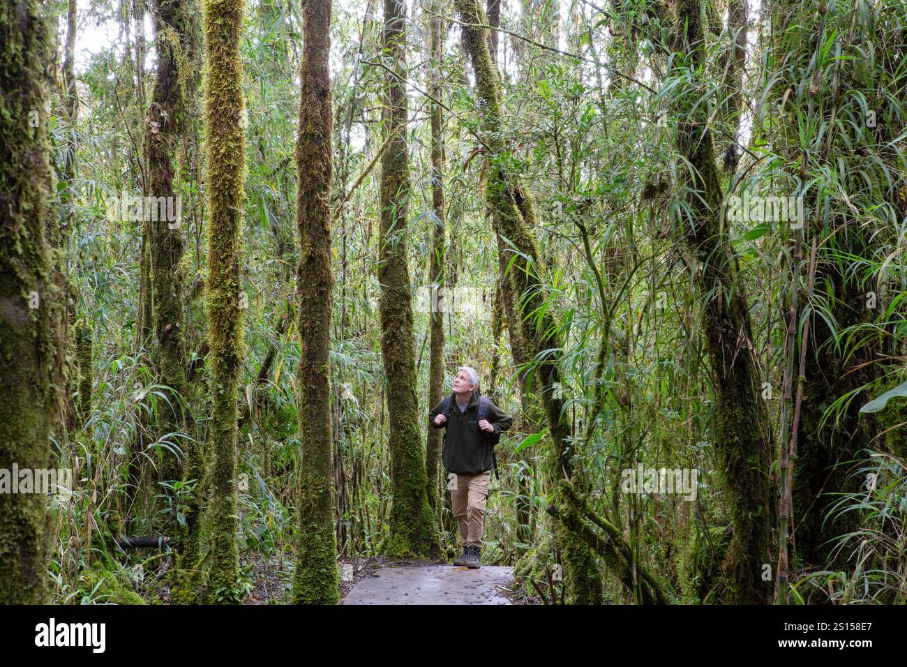 Tourist hiking in cloud forest, Los Quetzales National Park, Cerro de ...