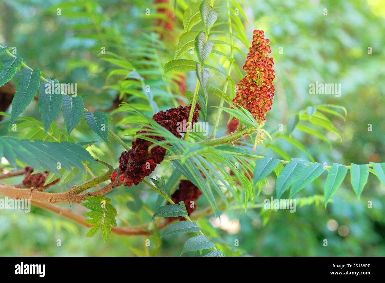 Rhus typhina in gardening. Tropical tree is blooming. Cottage garden ...
