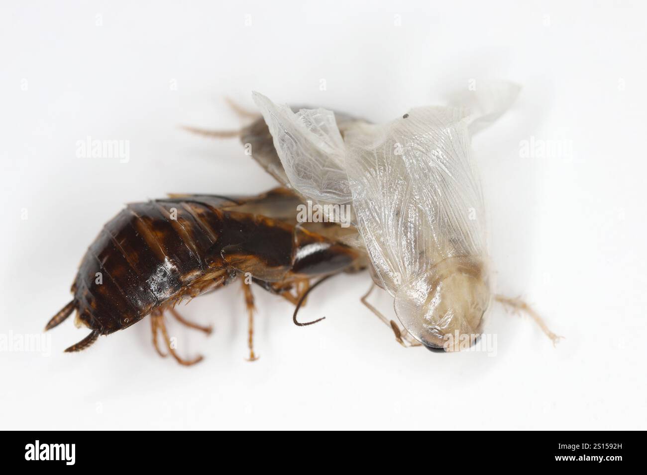 German Cockroach, Blattella germanica. An adult emerging from the last ...
