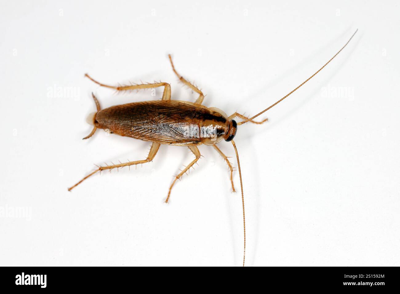 German Cockroach, Blattella germanica. An adult specimen on a white ...