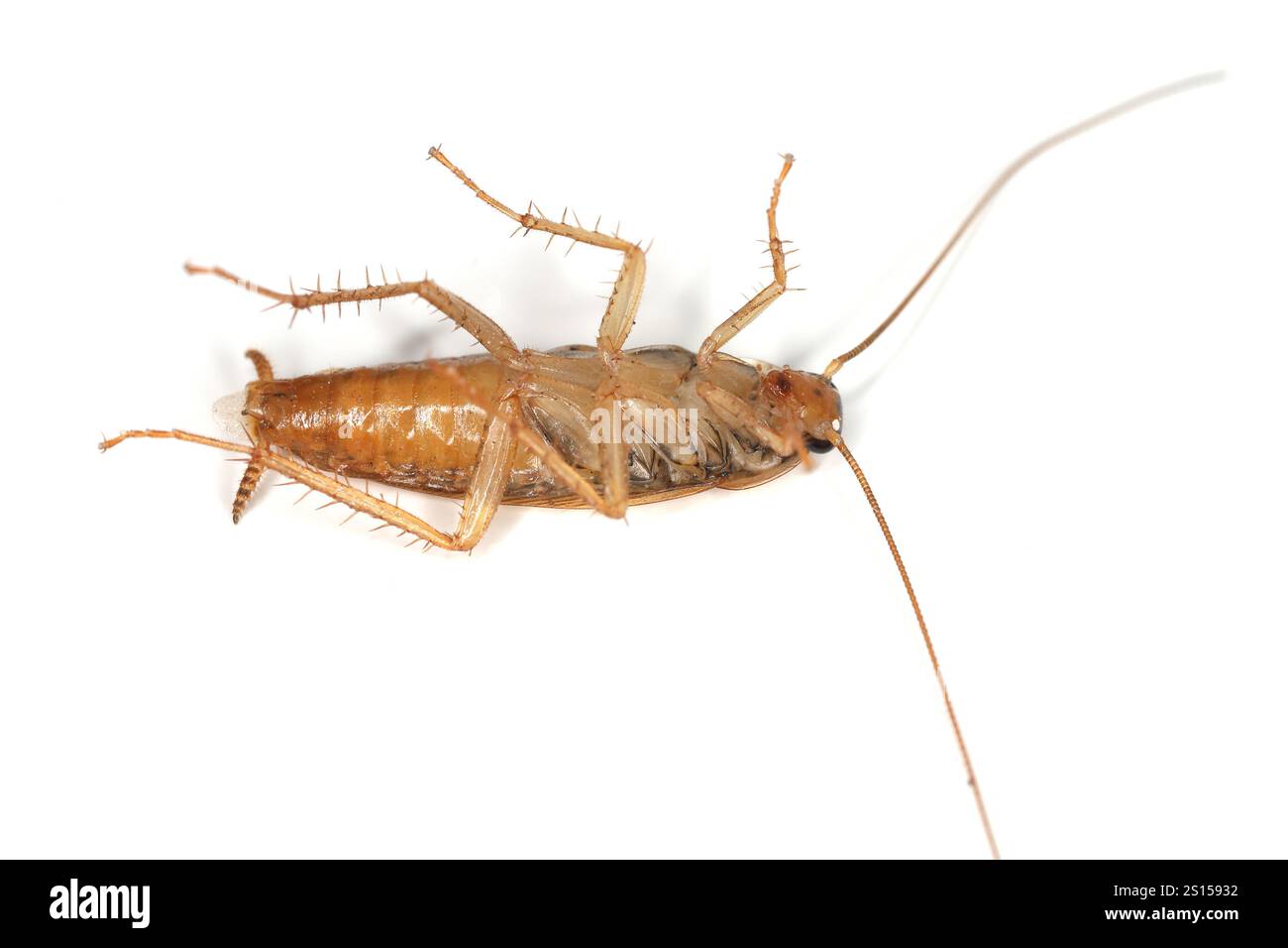 German Cockroach, Blattella germanica. Dead adult individual lying on ...