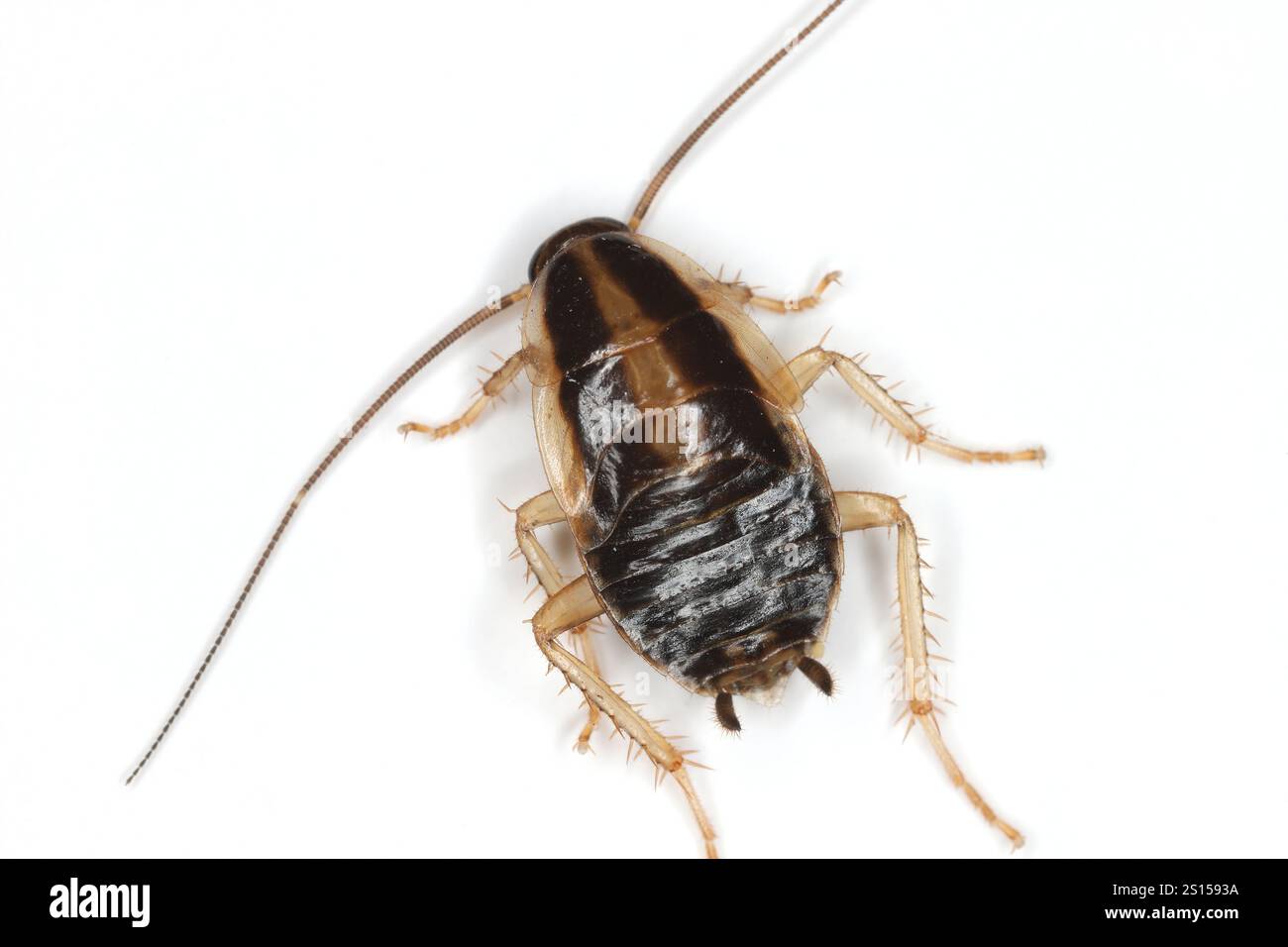 German Cockroach, Blattella germanica. Larva, top view Stock Photo - Alamy
