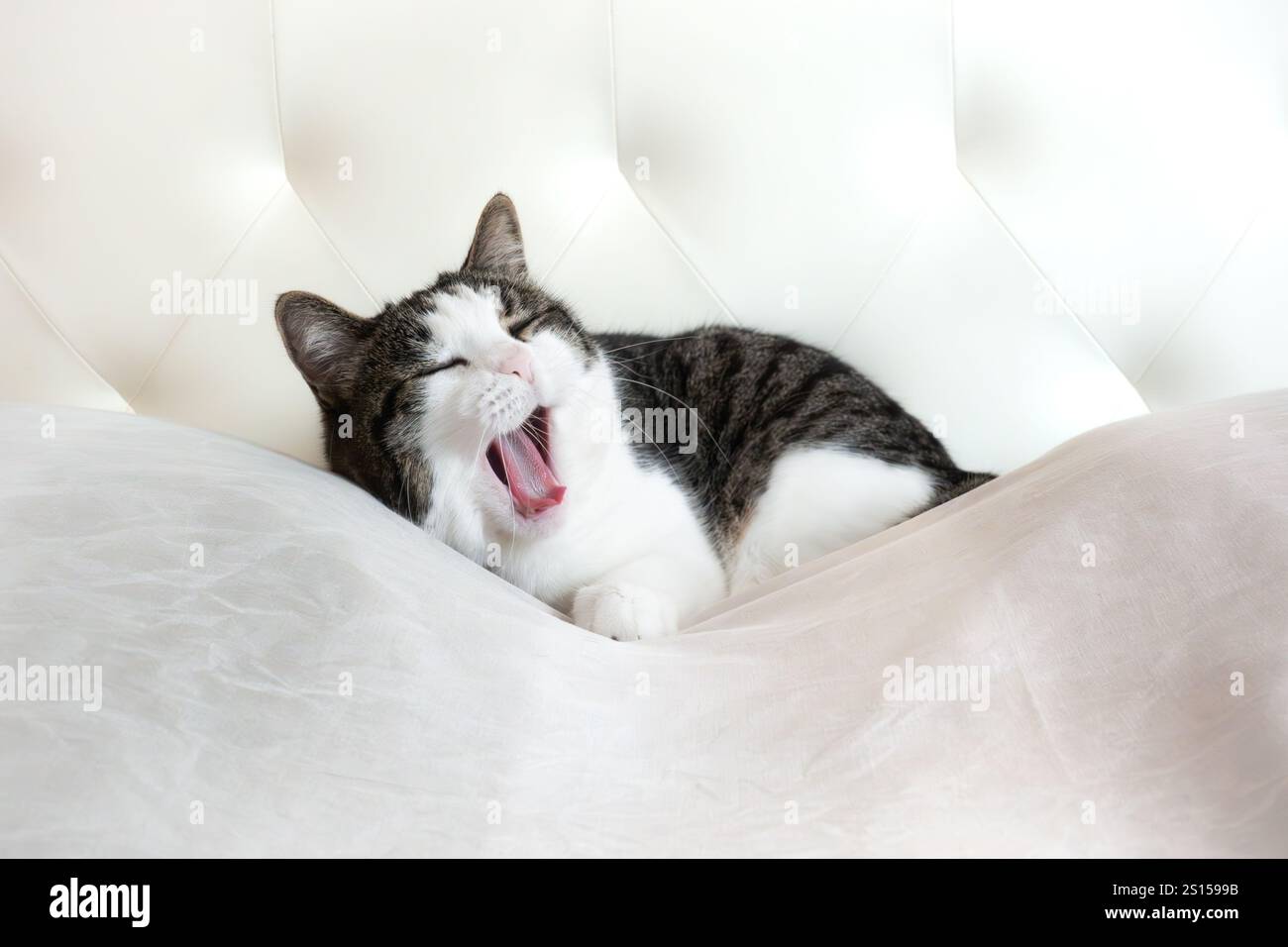 Sleepy tabby cat yawning before taking a nap and going to sleep in ...