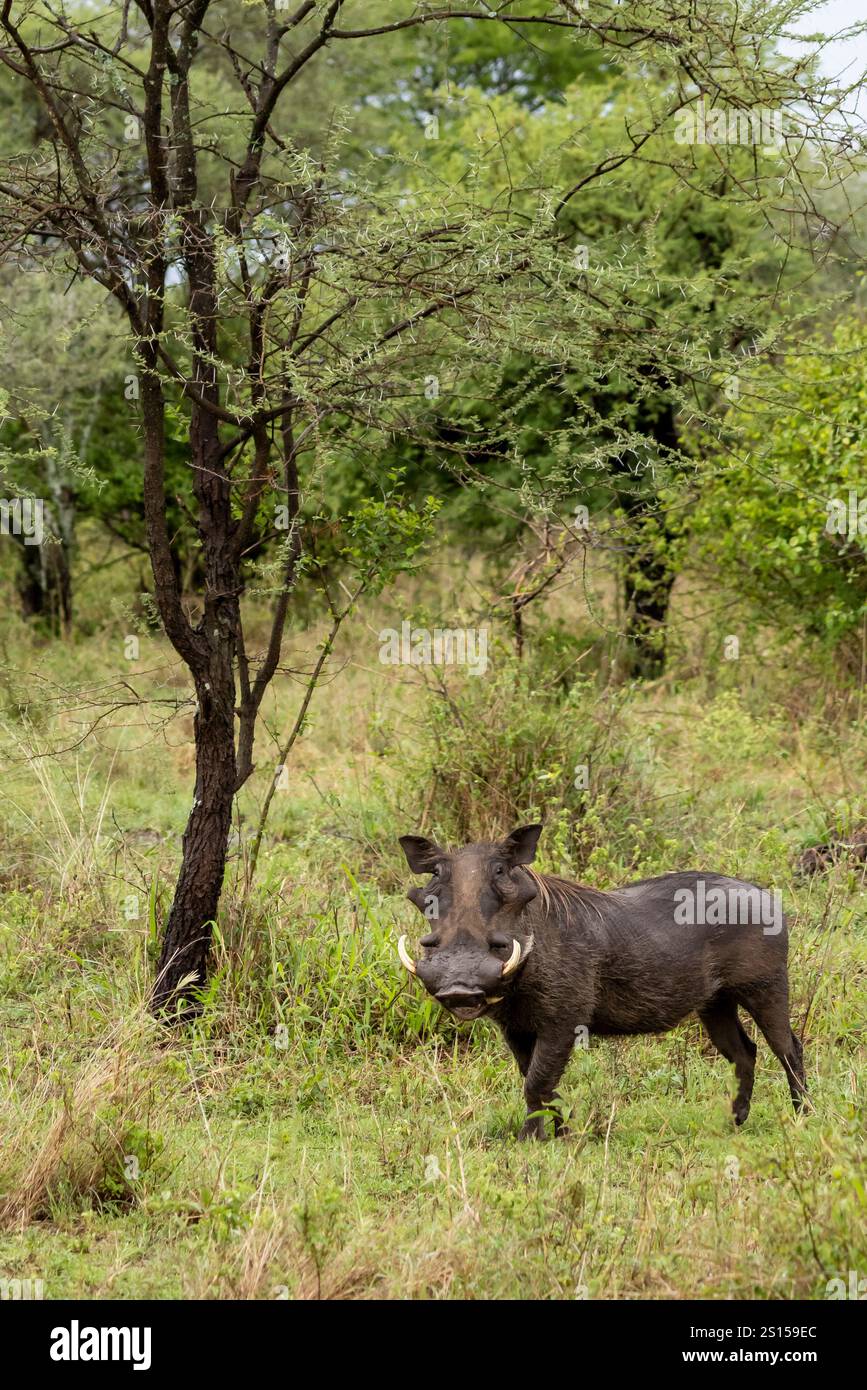 Common warthog (Phacochoerus africanus) in woodlands in Serengeti in ...