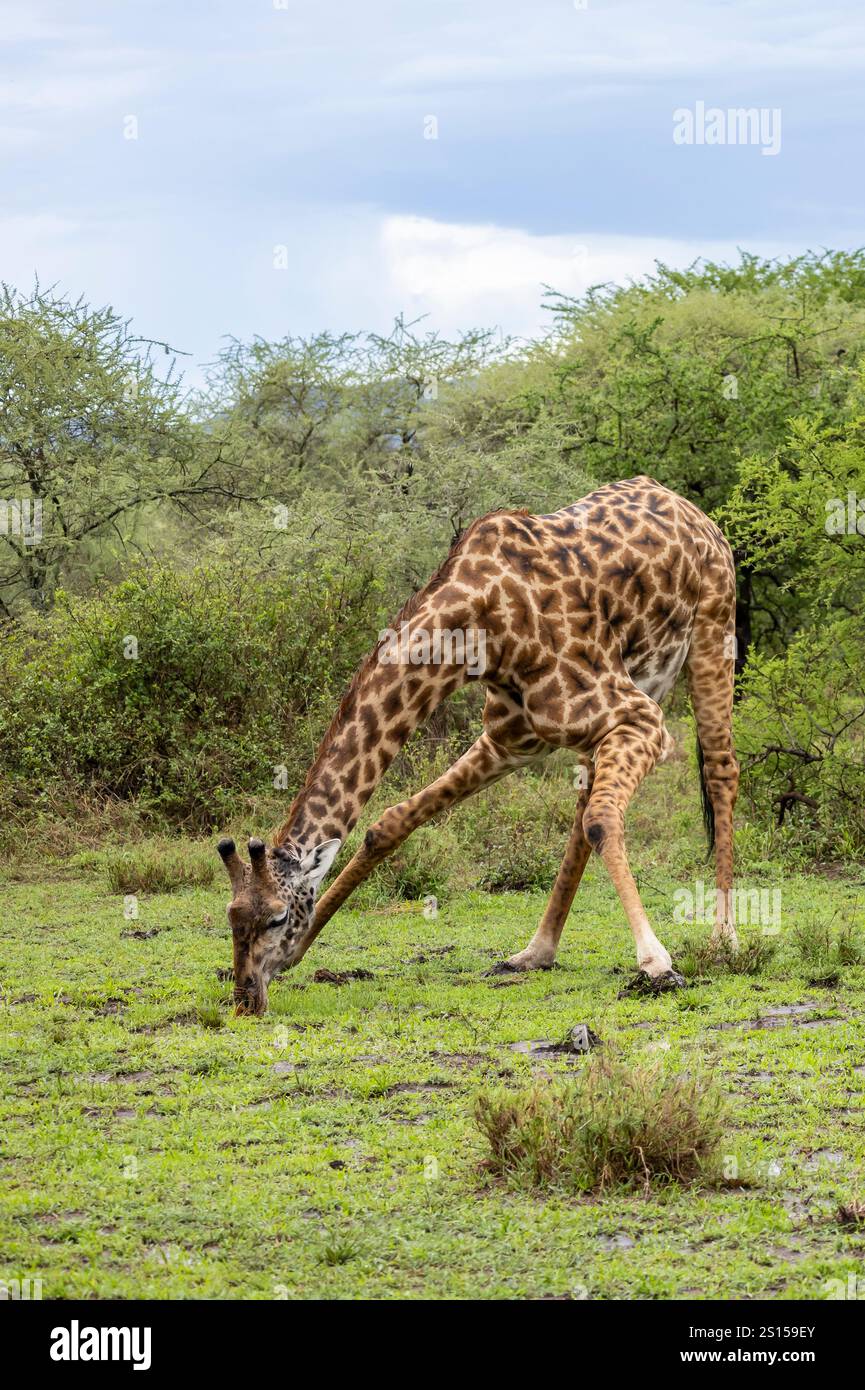 Masai Giraffe drinking water in a rain pool in wet grassland during ...