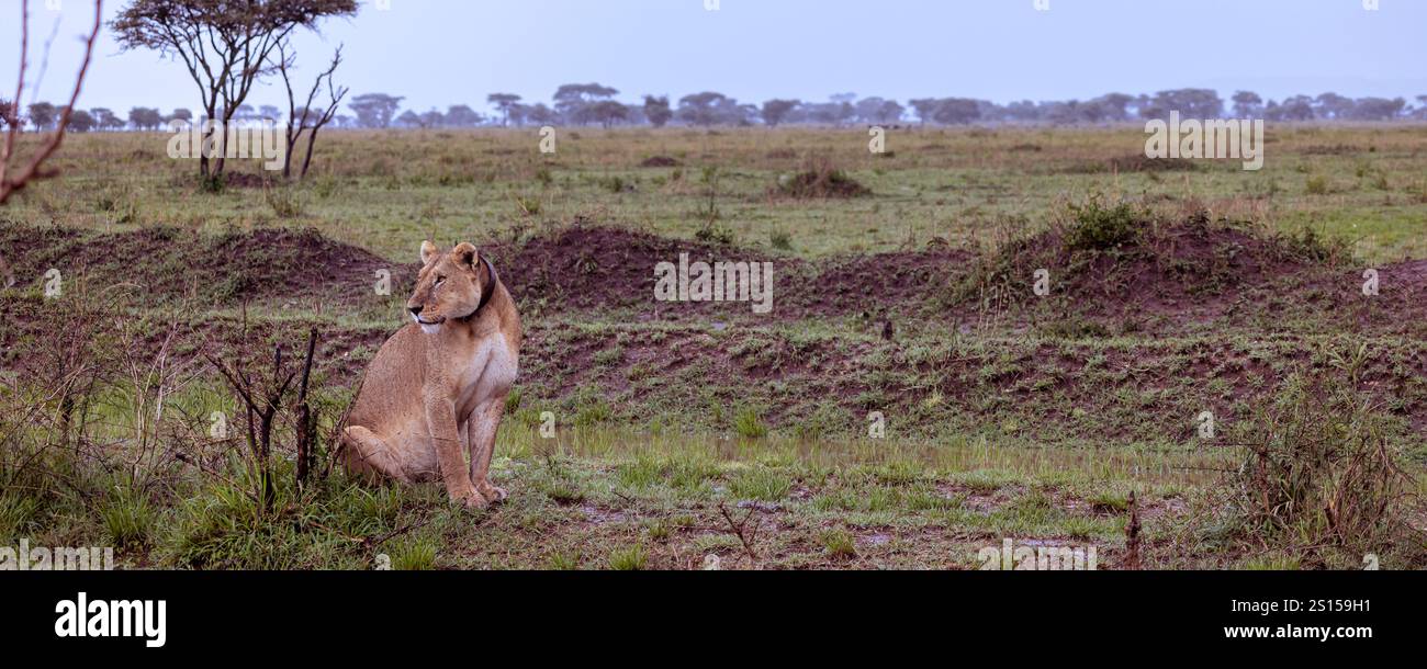 Female lion with leather gps collar scanning the savannah envirionment in Serengeti in Tanzania ...