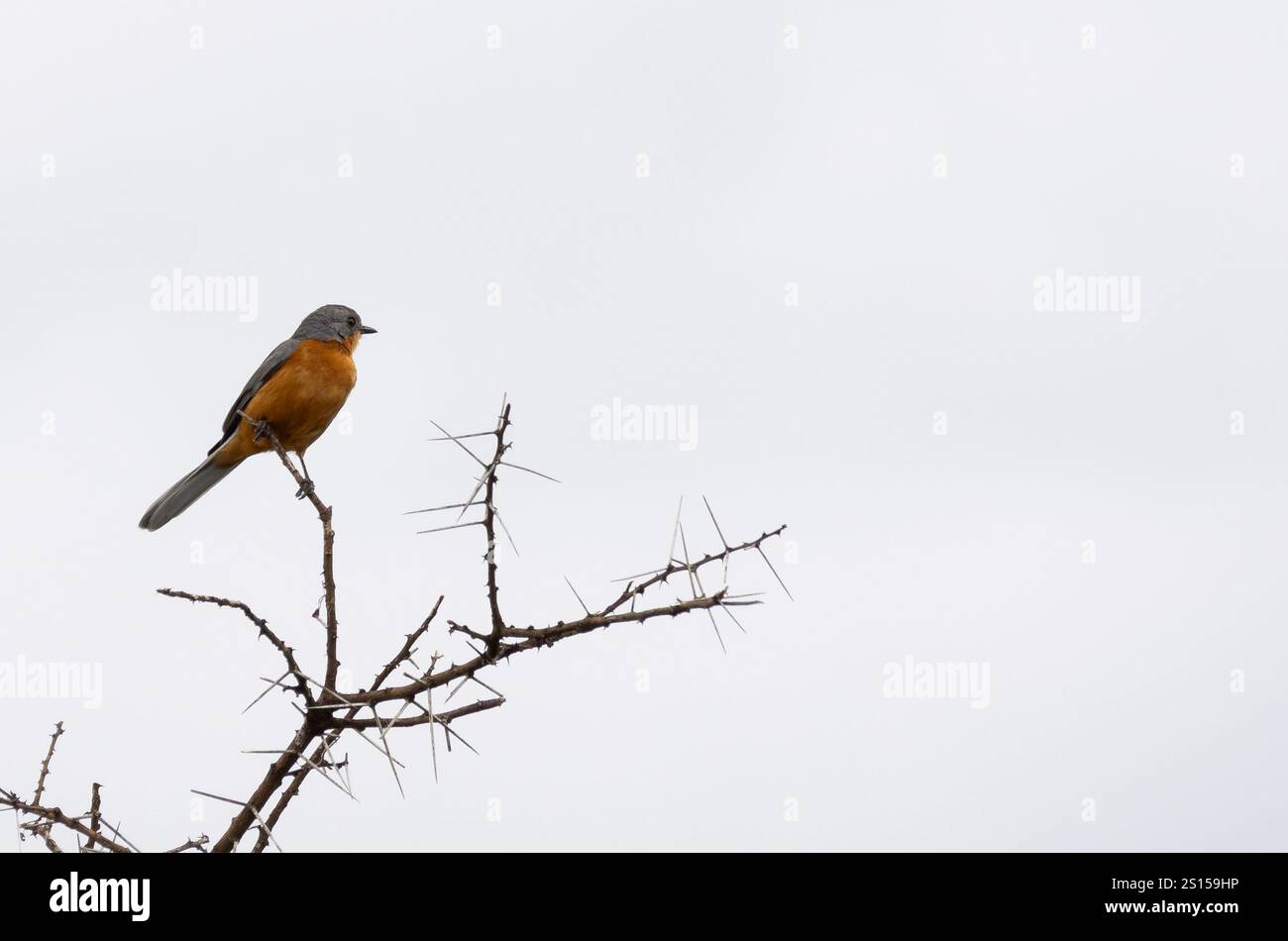 High key image of Silverbird (Empidornis semipartitus) in tree top ...